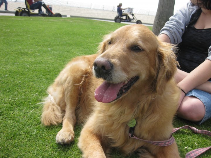 WeatherTech Founder So Grateful To Vet Clinic That Saved His Dog's Life ...